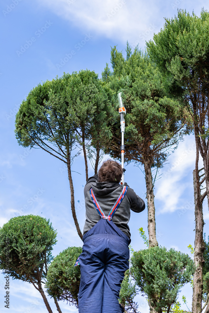 Male gardener using a long reach pole hedge trimmer to cut the top of a ...