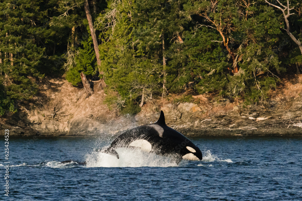 Side view of a transient orca breaching during a sea lion hunt Stock ...