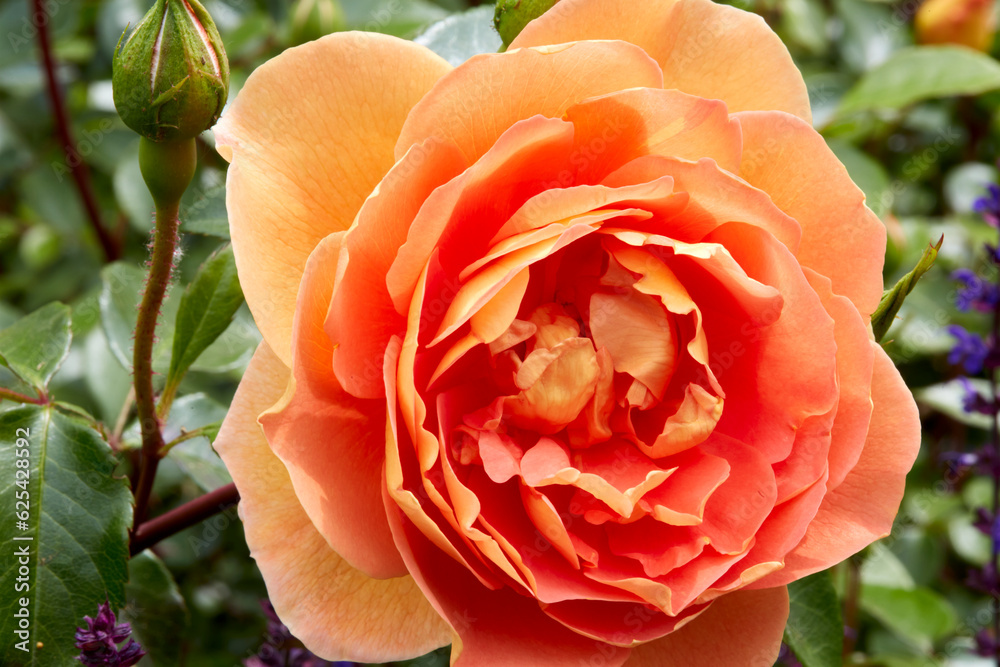 Gold Roses captivate people with their sweet fragrance and color in the ...