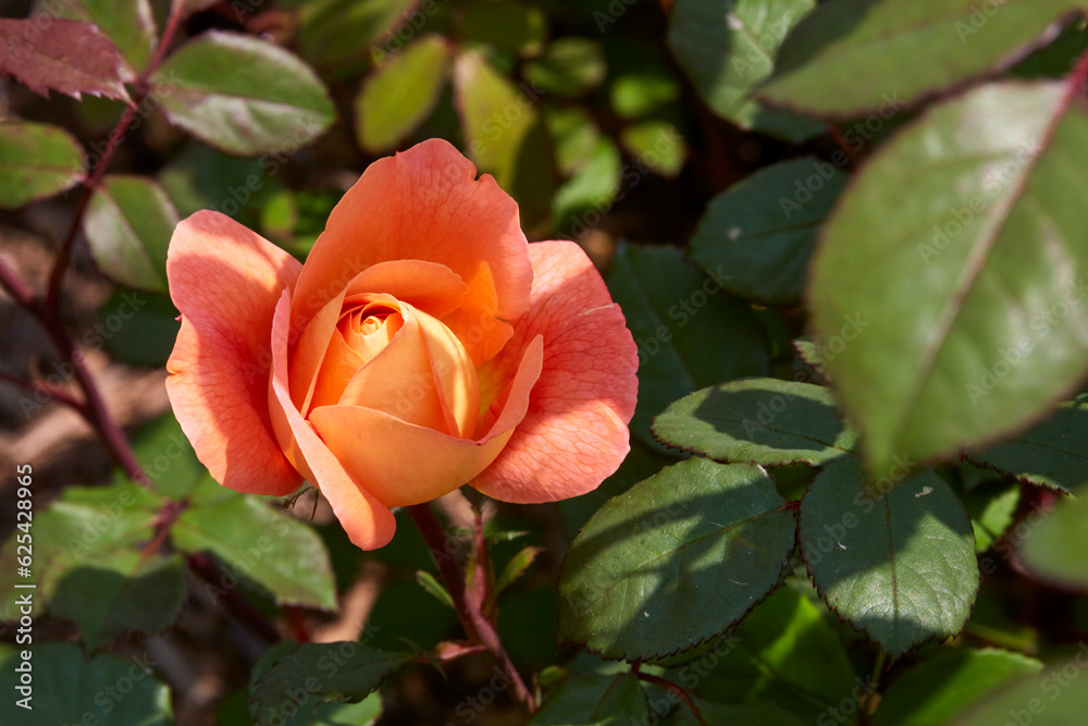 Gold Roses captivate people with their sweet fragrance and color in the ...