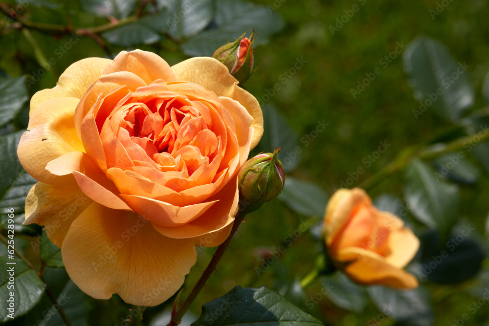 Gold Roses captivate people with their sweet fragrance and color in the ...