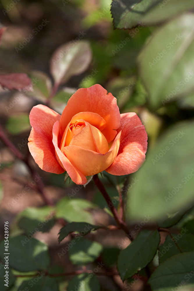 Gold Roses captivate people with their sweet fragrance and color in the ...