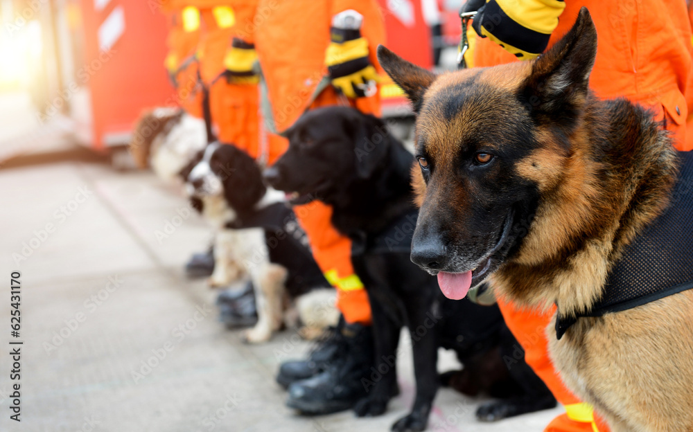 Dogs in a row are being trained to rescue Stock 写真 | Adobe Stock