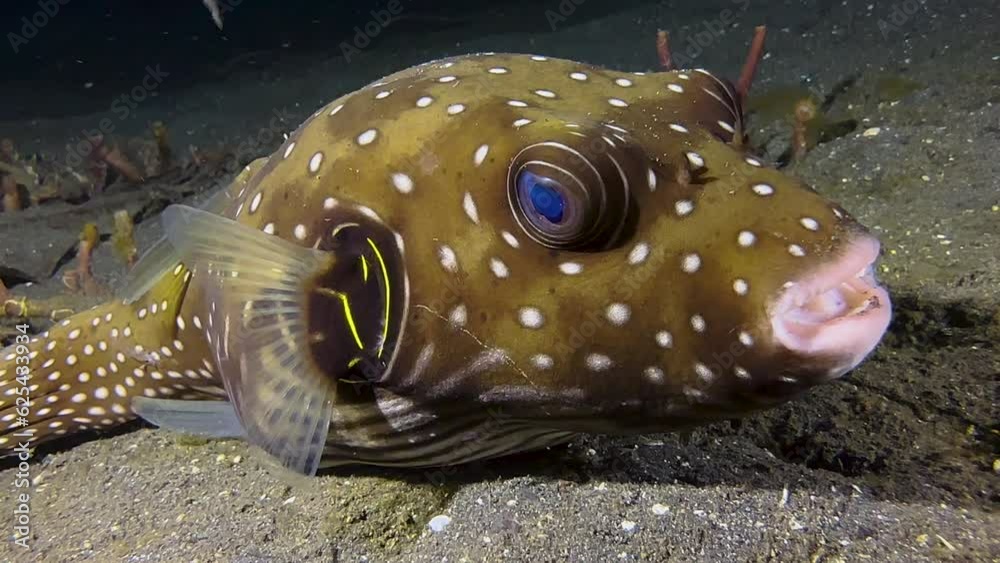 white-spotted pufferfish resting on sandy seabed during night in indo ...