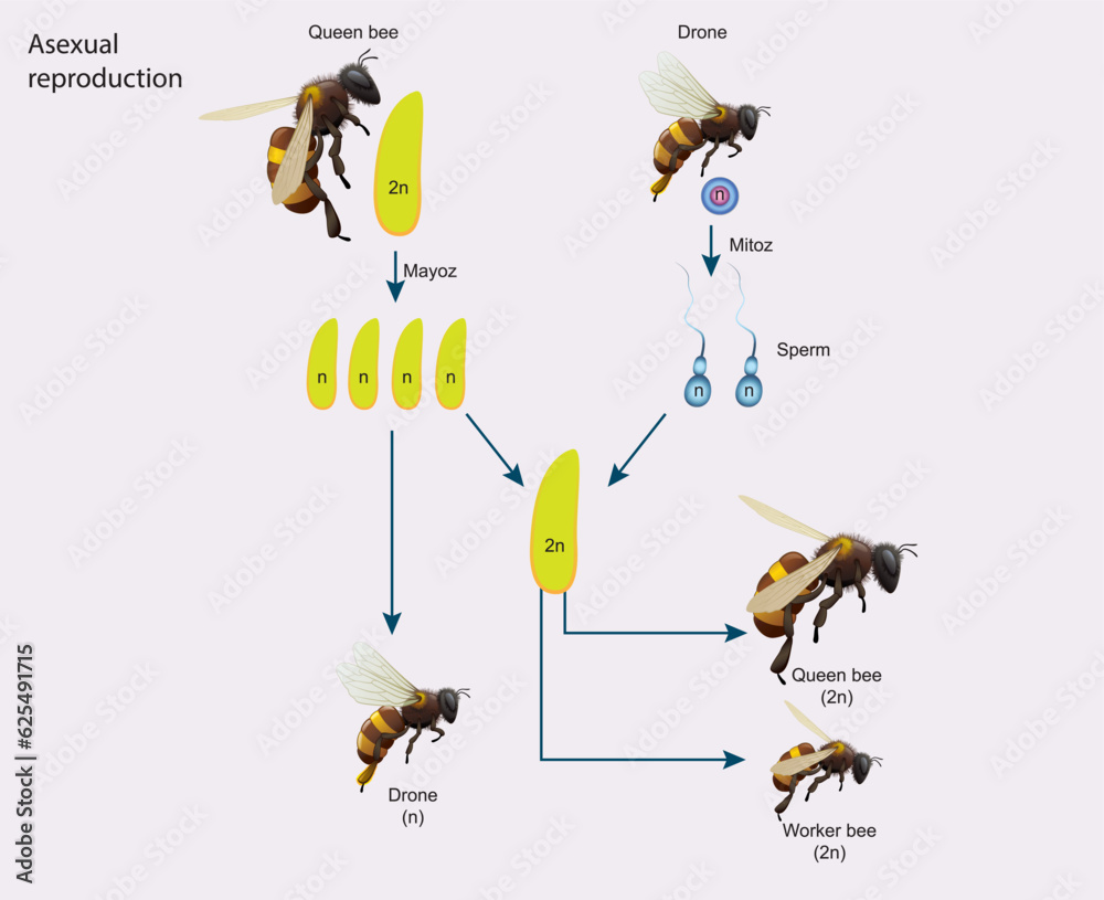 Cell division and reproduction, reproduction in living things, division ...