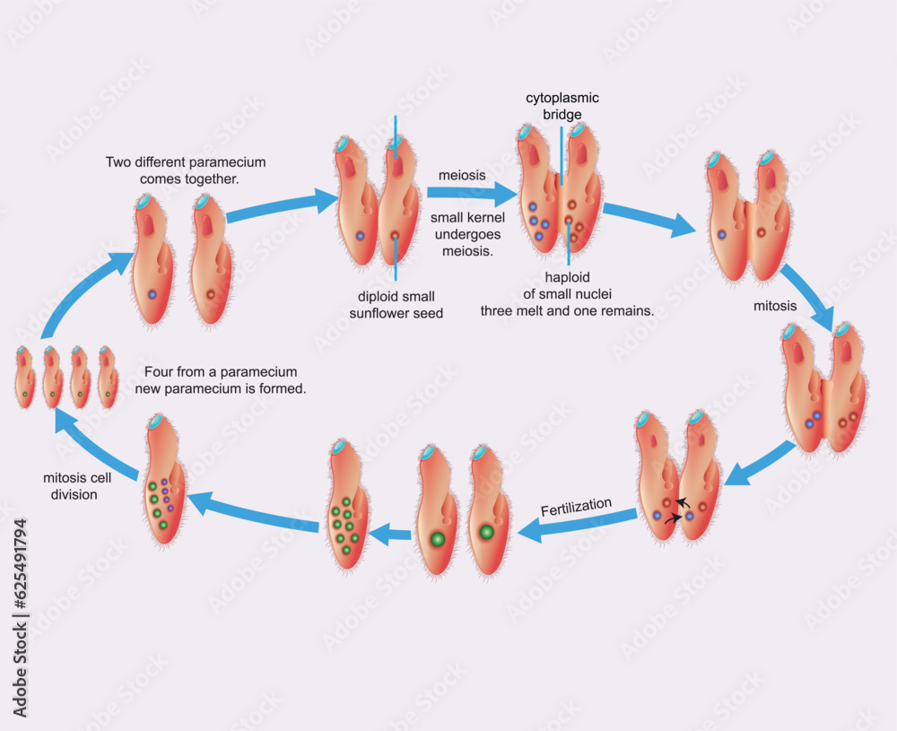 Cell division and reproduction, reproduction in living things, division ...
