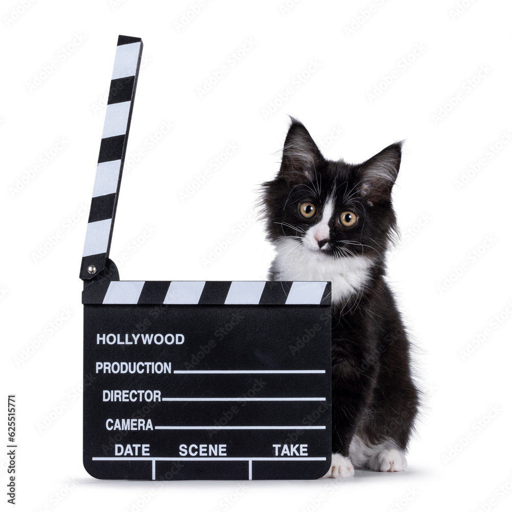 Cute black with white Maine Coon cat kitten, sitting up facing front ...