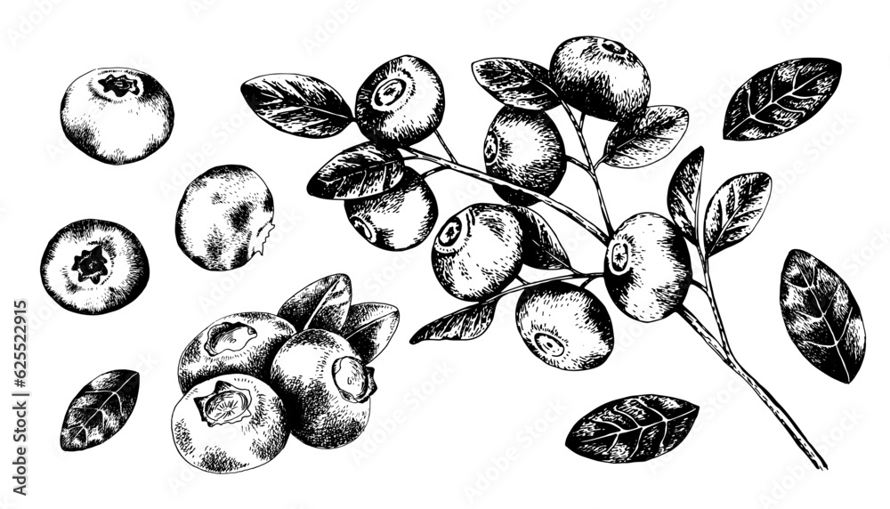 Vector set of blueberry branch with berries and leaves, blueberries and ...