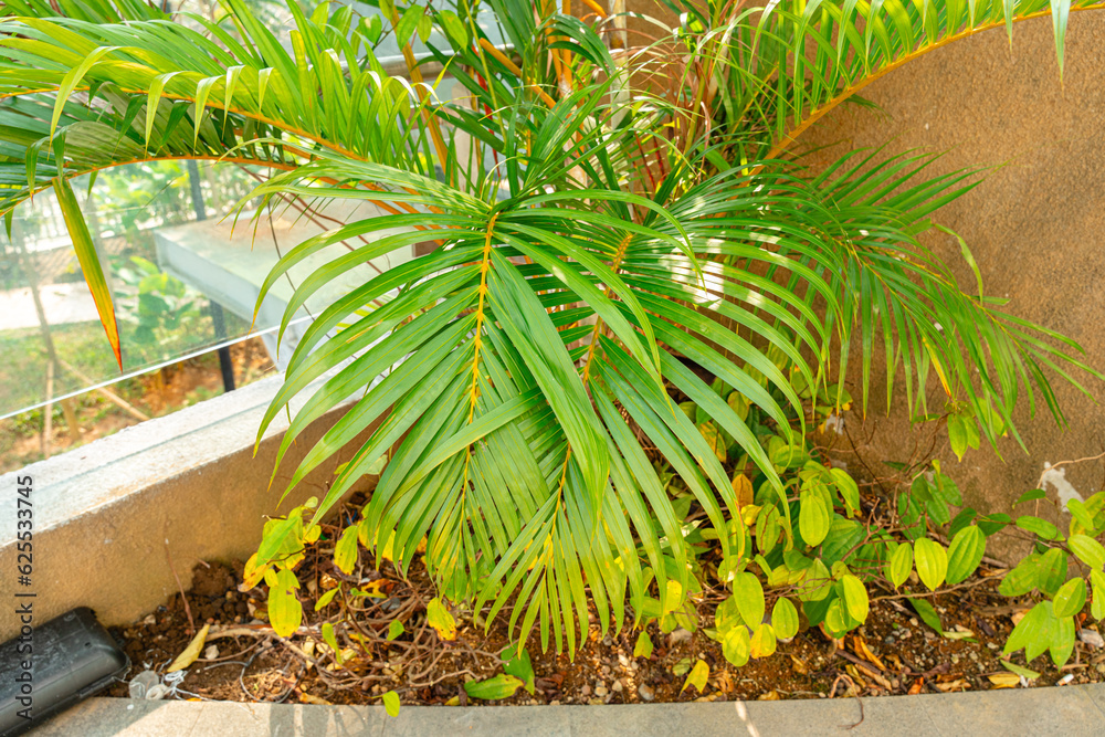 Areca Palm Trees. Tropical gardens with luxuriant dypsis lutescens or ...