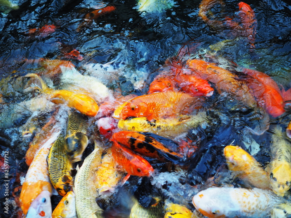 Colorful Carp (Cyprinus carpio haematopterus) swimming in the pond. Koi ...