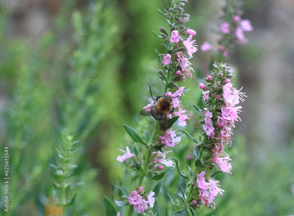 Pink Hyssopus officinalis, also called hyssop pollinated by humblebee ...