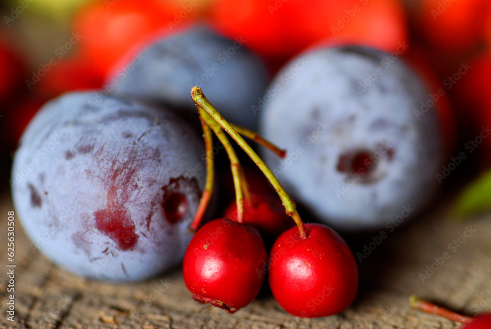 Autumn edible wild fruits: blackthorn (Prunus spinosa) and hawthorn ...