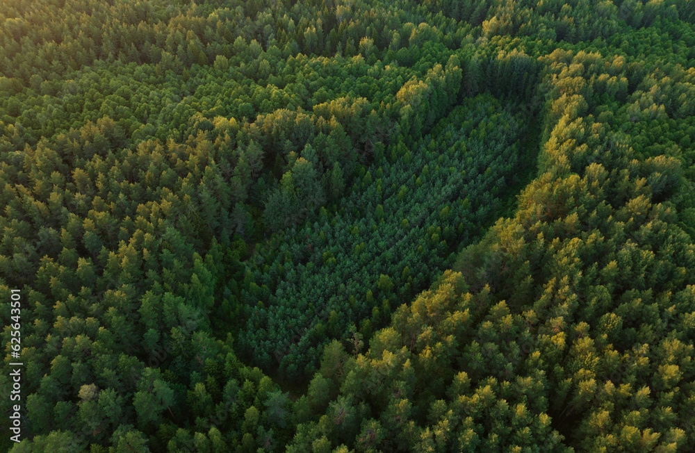Forest destruction, felling of trees. Illegal logging. Spruse Forest ...