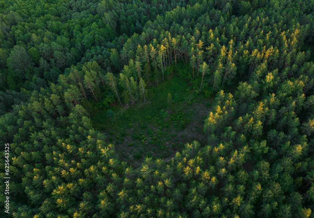 Forest destruction, felling of trees. Illegal logging. Spruse Forest ...