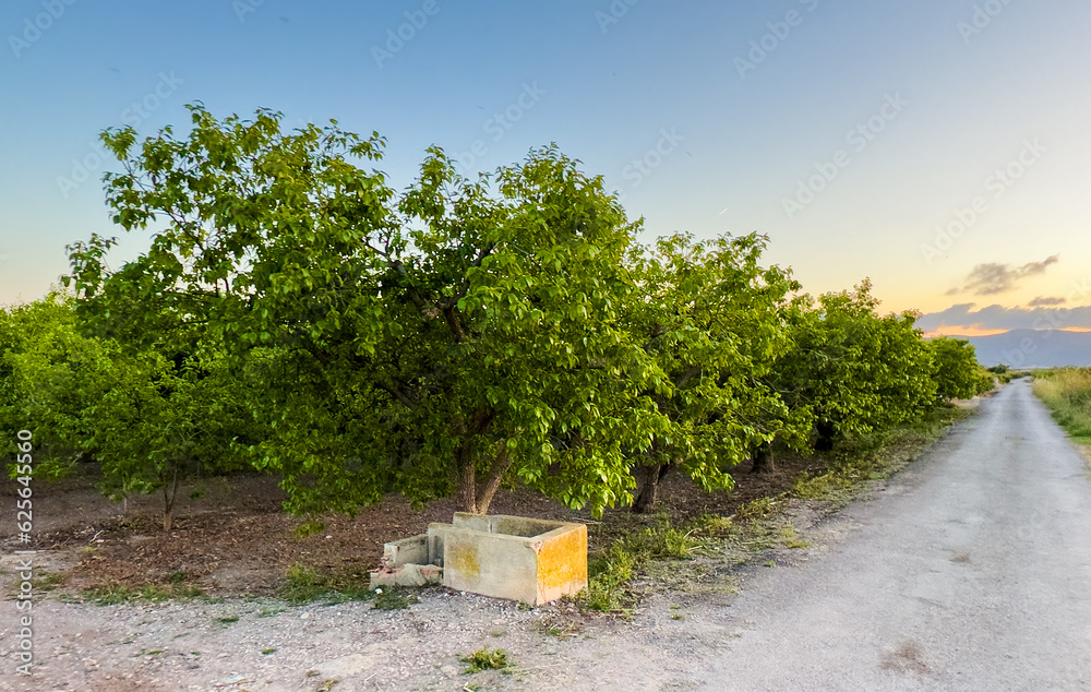 Farm field on sunset. Planting a tree. Mandarin tree farm field. Plant ...