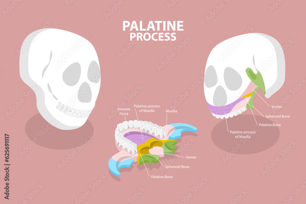3D Isometric Flat Vector Conceptual Illustration of Palatine Process ...