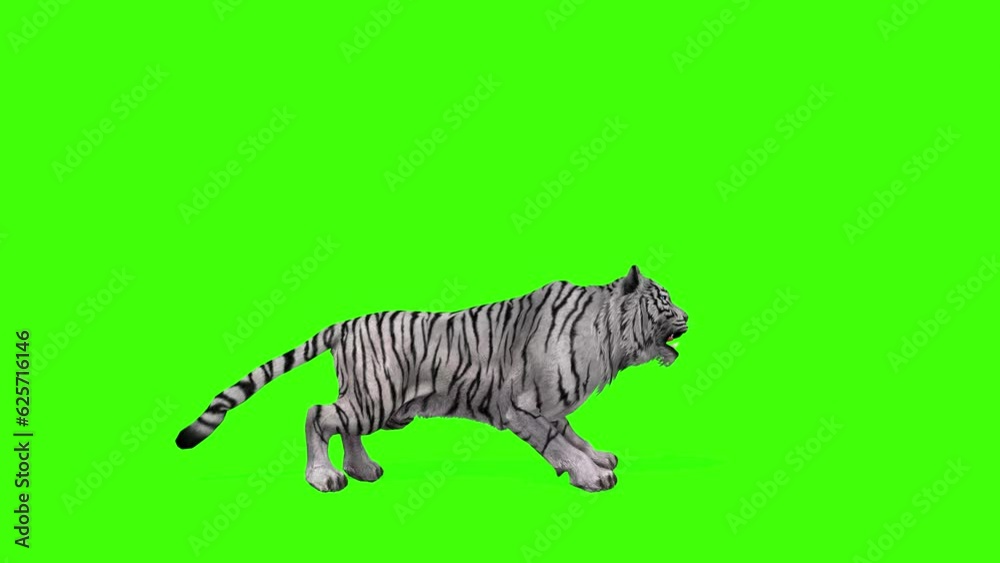 3D White Tiger Big Roar on the chroma key with side view. 4k animation ...
