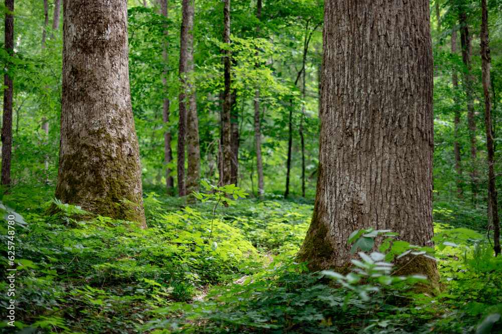 Old growth tulip polar trees line a path in the Joyce Kilmer Memorial ...