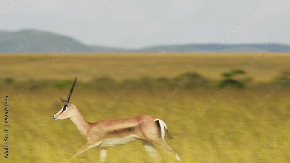 Slow Motion Shot of African animal Gazelle running and skipping as it ...