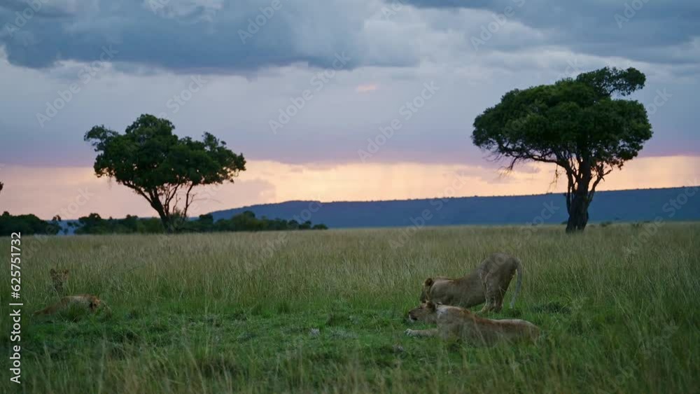 Beautiful landscape scenery at dusk with a group of Lions lying down ...