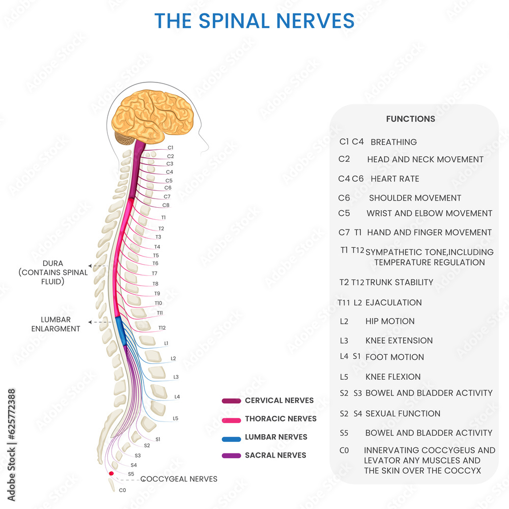 Spinal nerves connect spinal cord to body, enabling sensory and motor ...