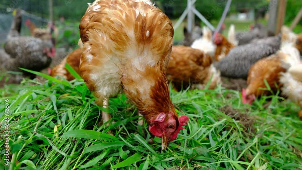 chicken, hen, cage free, organic, poultry, bird, egg layers, animal ...