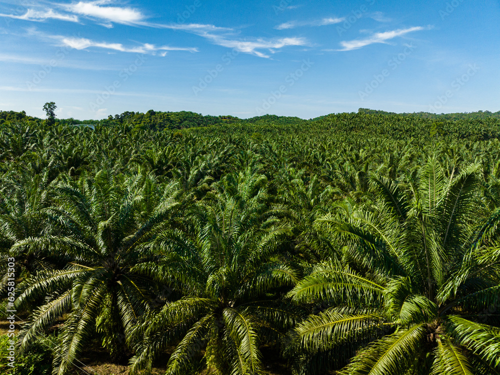 Top view of oil palm plantations in Malaysia. Oil palm estates in ...