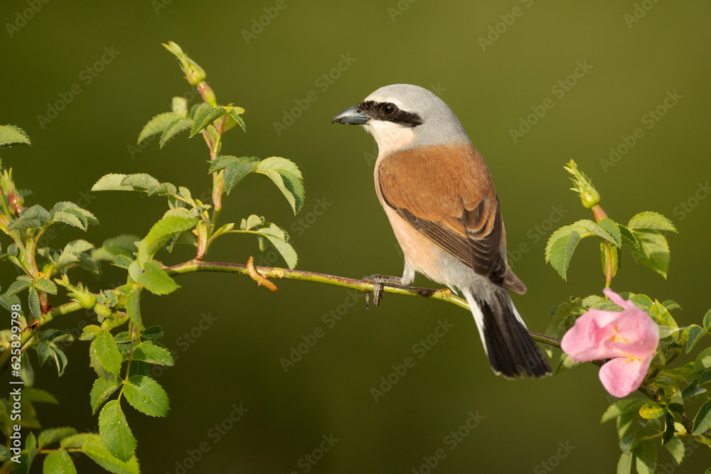 Red-backed shrike male on one of his perches in his breeding territory ...