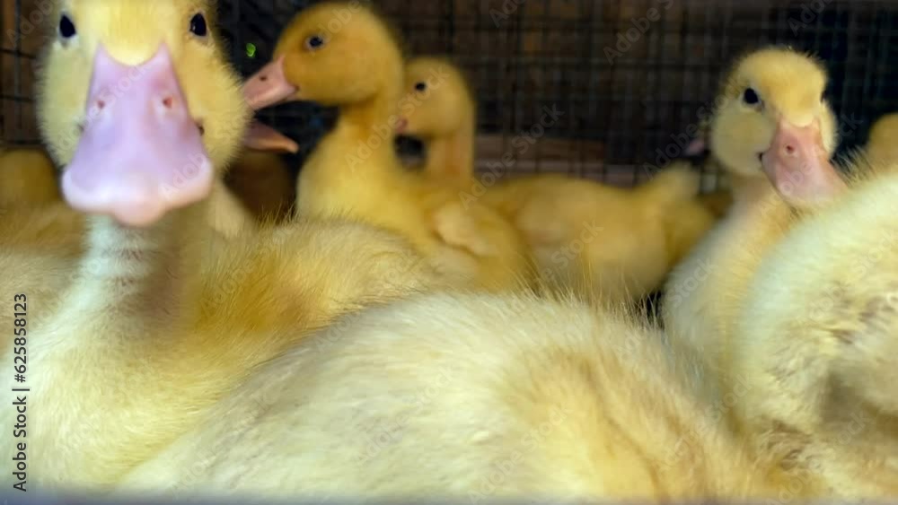 Little young ducklings in fluff with black eyes pose for the camera ...