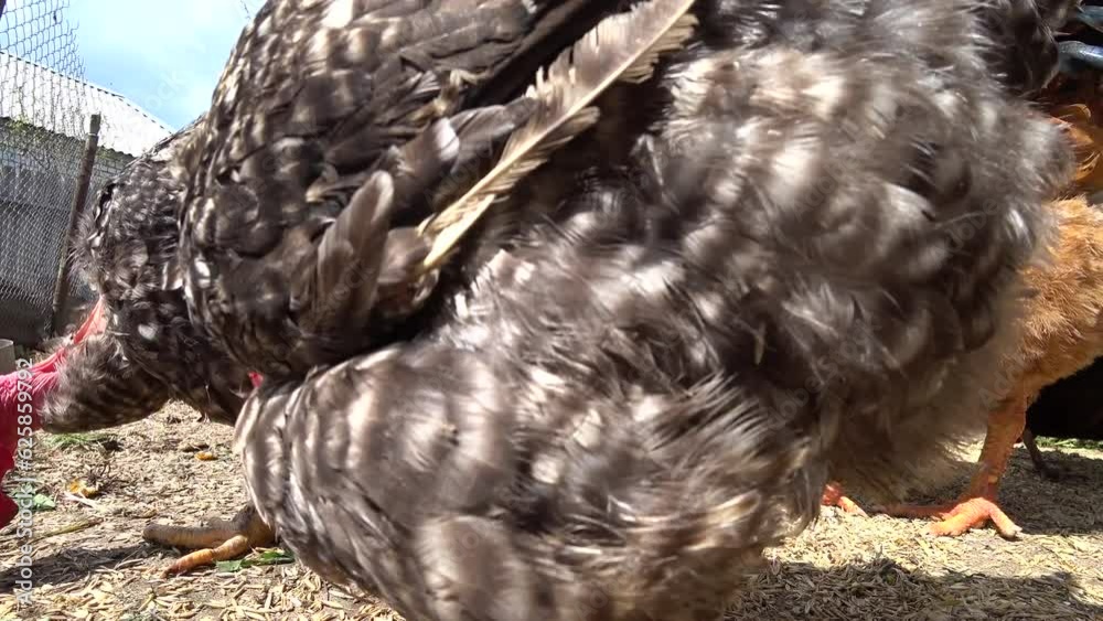 The ash-gray chicken spreads its wings, stretches its paw to the side ...