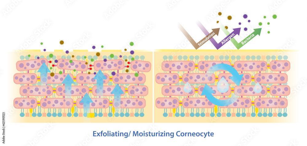 Comparison of exfoliating and moisturizing corneocyte vector. The ...