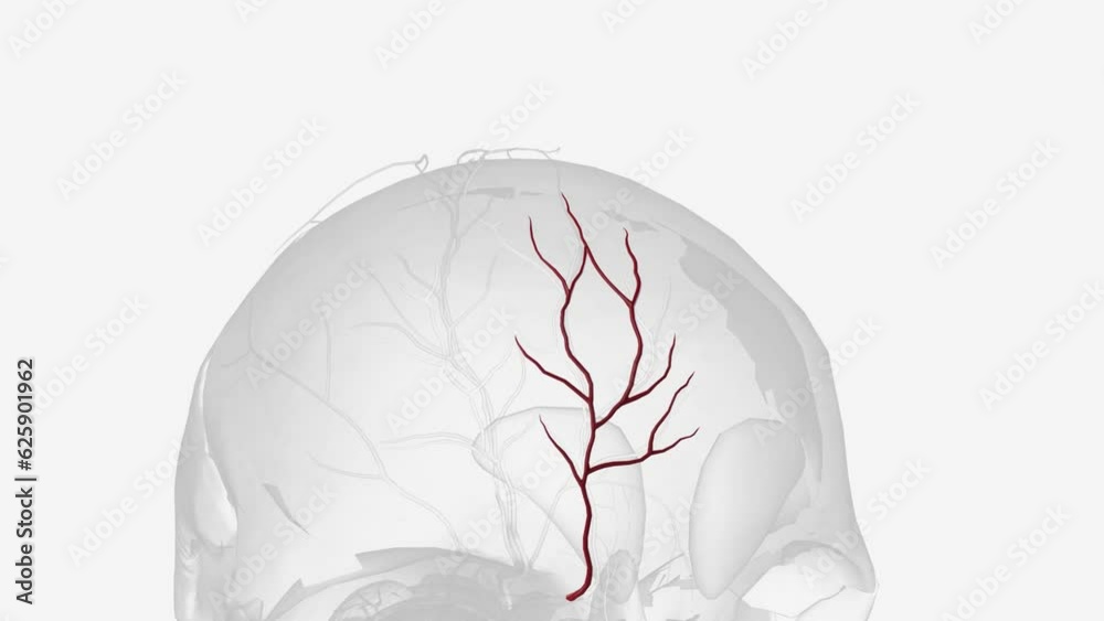 The supratrochlear artery (or frontal artery) is one of the terminal ...
