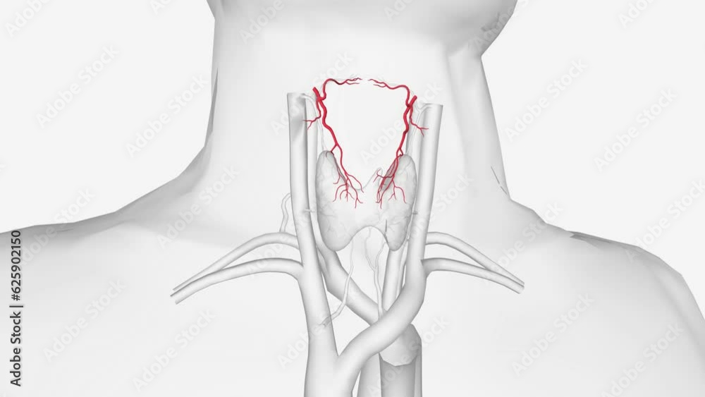 The superior thyroid artery arises from the external carotid artery ...