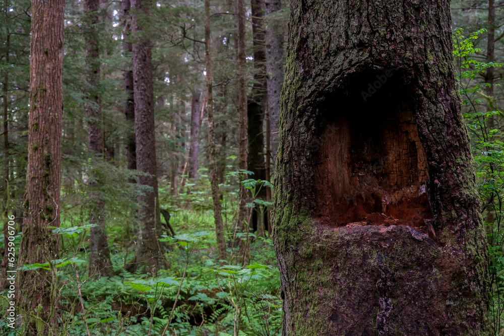 Lush woods rainforest jungle tree nature landscape scenery in Sitka ...