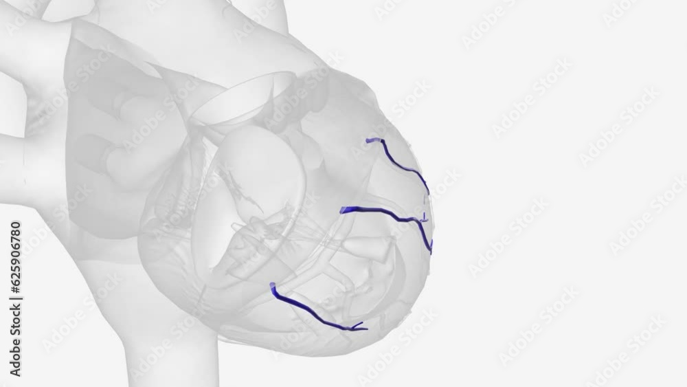 The anterior cardiac veins, also known as the anterior cardiac veins of ...