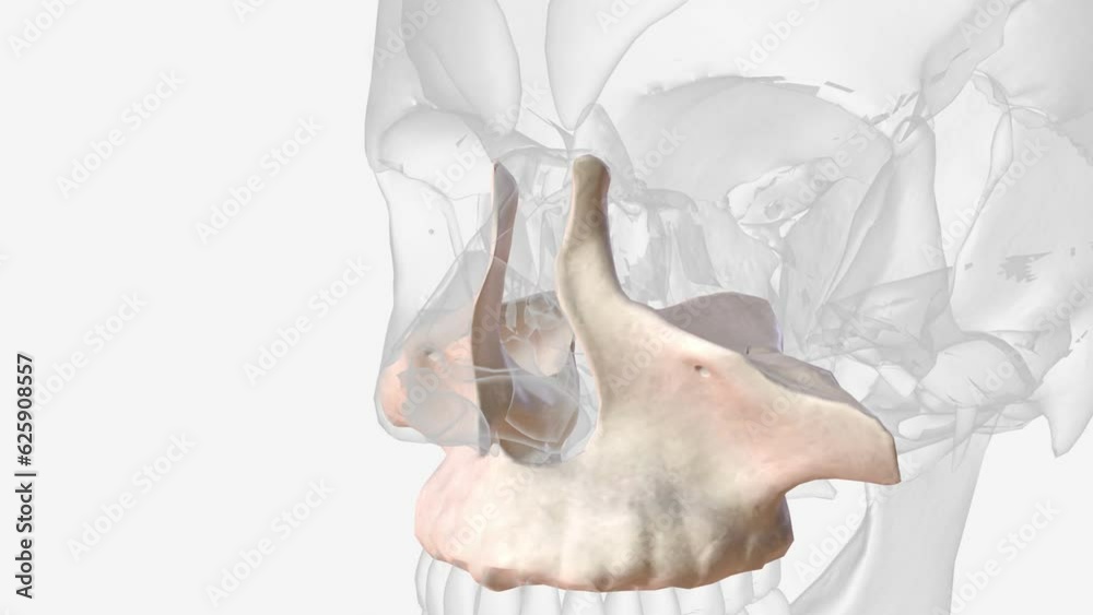 The maxilla in vertebrates is the upper fixed bone of the jaw formed ...