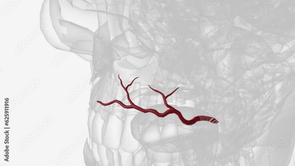 Vidéo Stock The superior labial artery (superior labial branch of ...