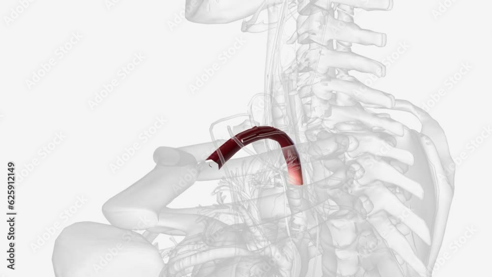 The left subclavian artery is the fifth branch of the aorta and the ...