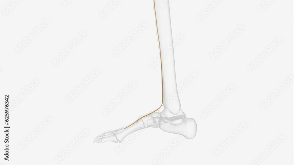 Vidéo Stock The deep fibular nerve (deep peroneal nerve) is a nerve of ...