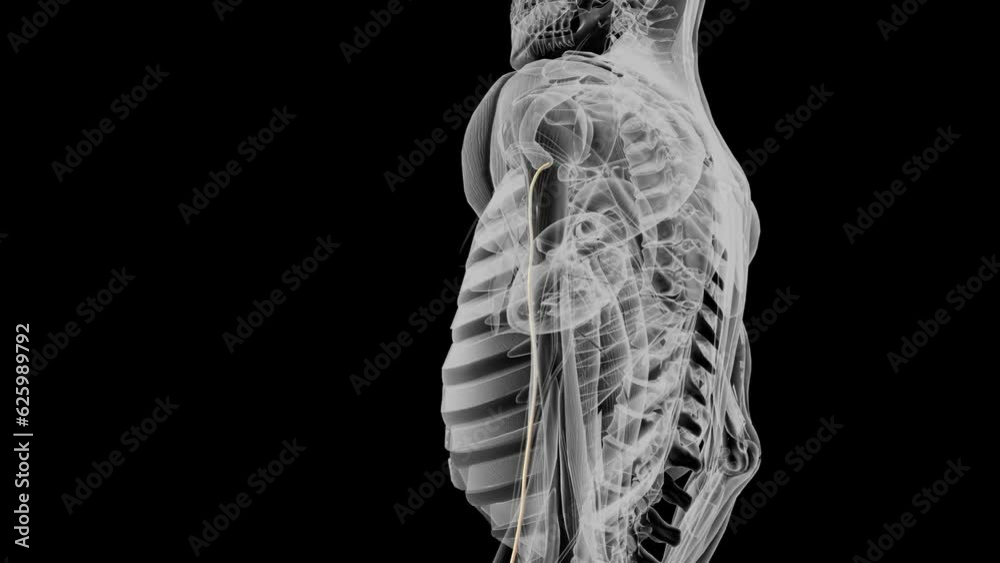 The musculocutaneous nerve (C5-7) is a terminal branch of the lateral ...