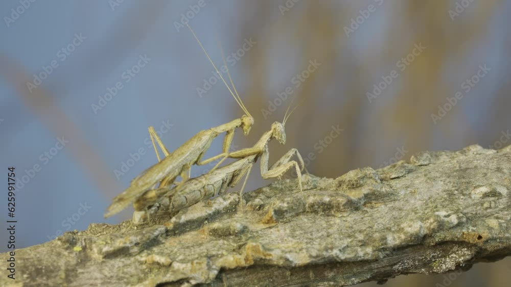 Praying mantises walk along branch in the process of mating praying ...