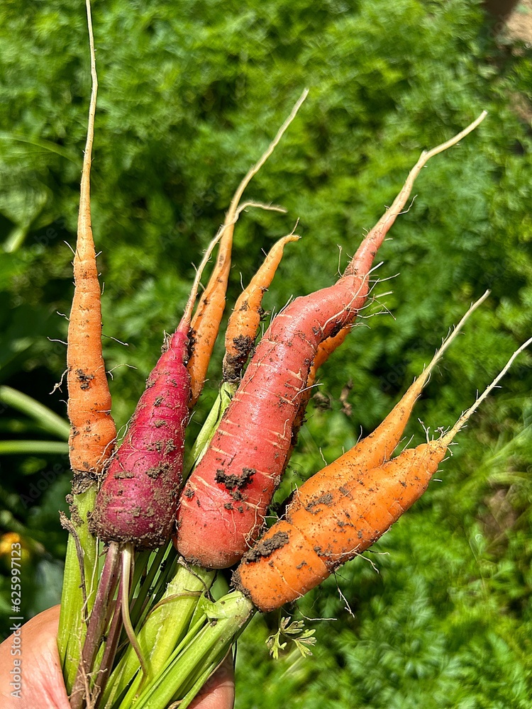 colorful carrots, red and orange carrots, young white carrots, young ...