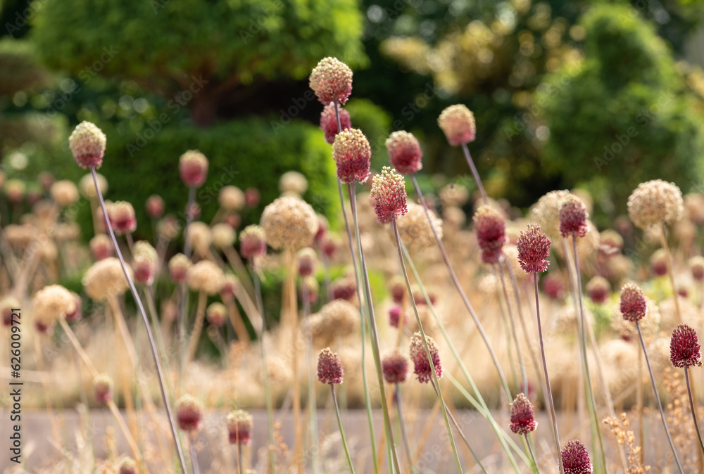 Spring flowering Allium dried and decayed seed heads, photographed in ...