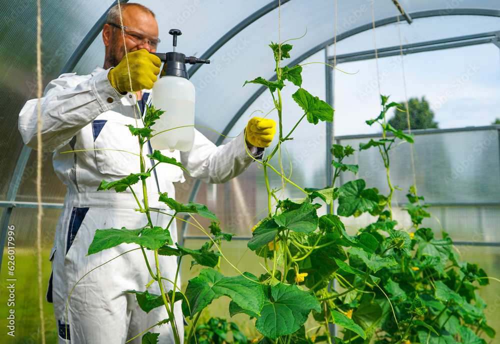 Farming concept. Spraying insecticide on cucumber seedlings indoors ...