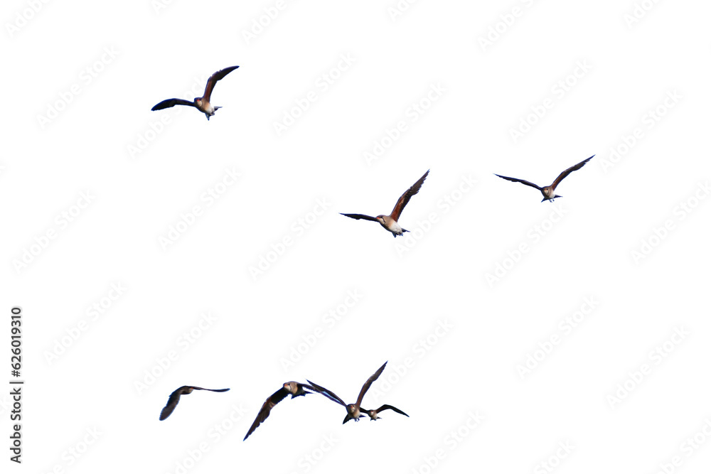 Real shot of flying birds on transparent background (png). Stock Photo ...
