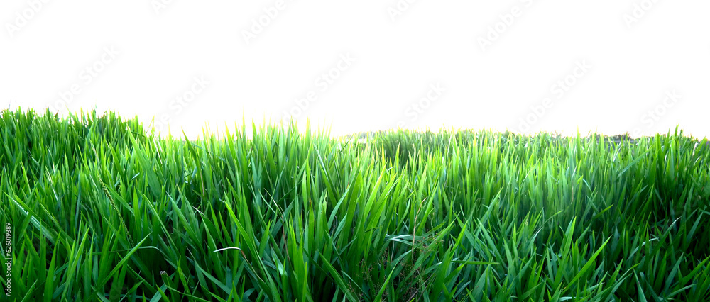 green grass on transparent background (png). Stock Photo | Adobe Stock