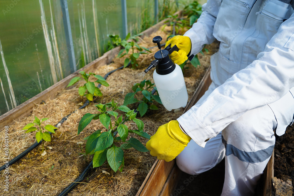 Farming concept. Spraying insecticide on pepper seedlings indoors ...