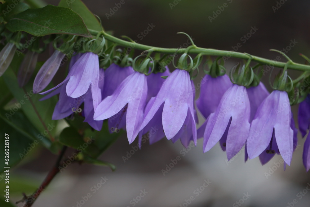 Campanula rapunculoides, known by the common names creeping bellflower ...