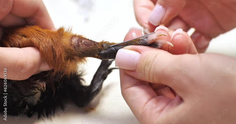 A veterinarian takes a blood sample from a guinea pig with a needle ...