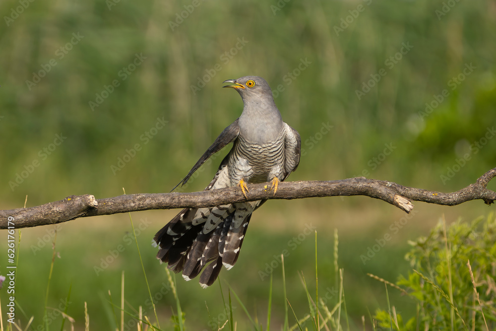 Common cuckoo - Cuculus canorus - male perched with spread tail at ...